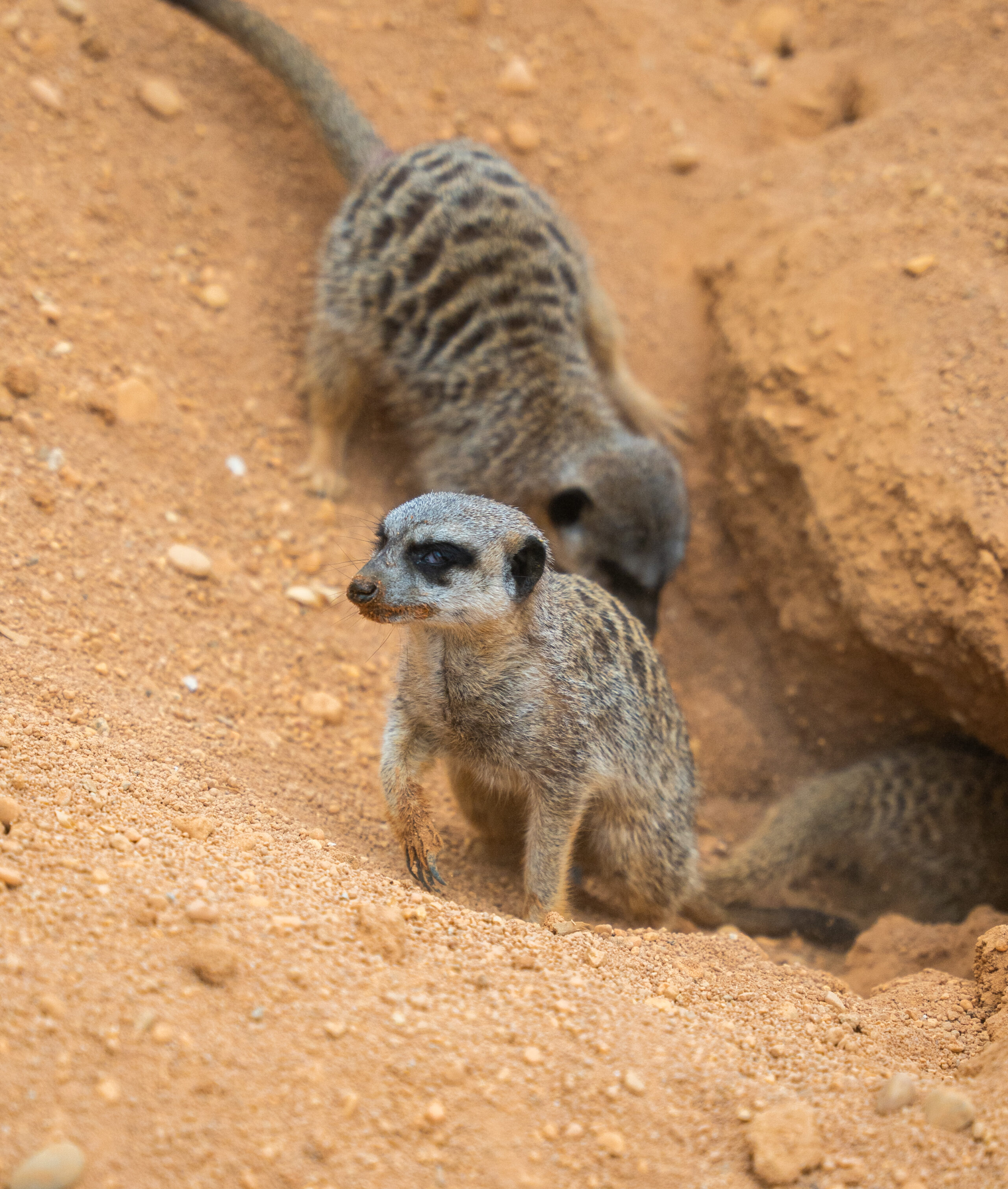 Suricata - Zoo Santo Inácio