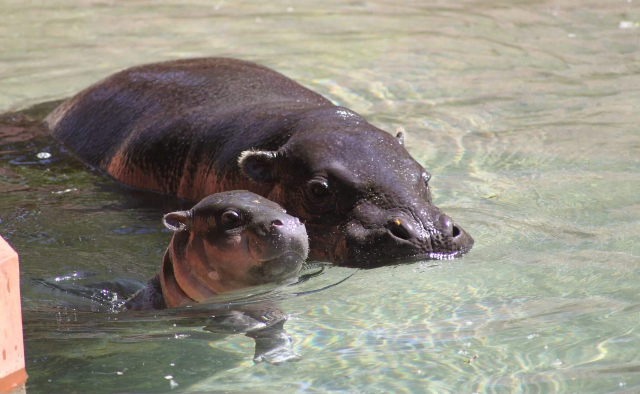 Homepage - Zoo Santo Inácio