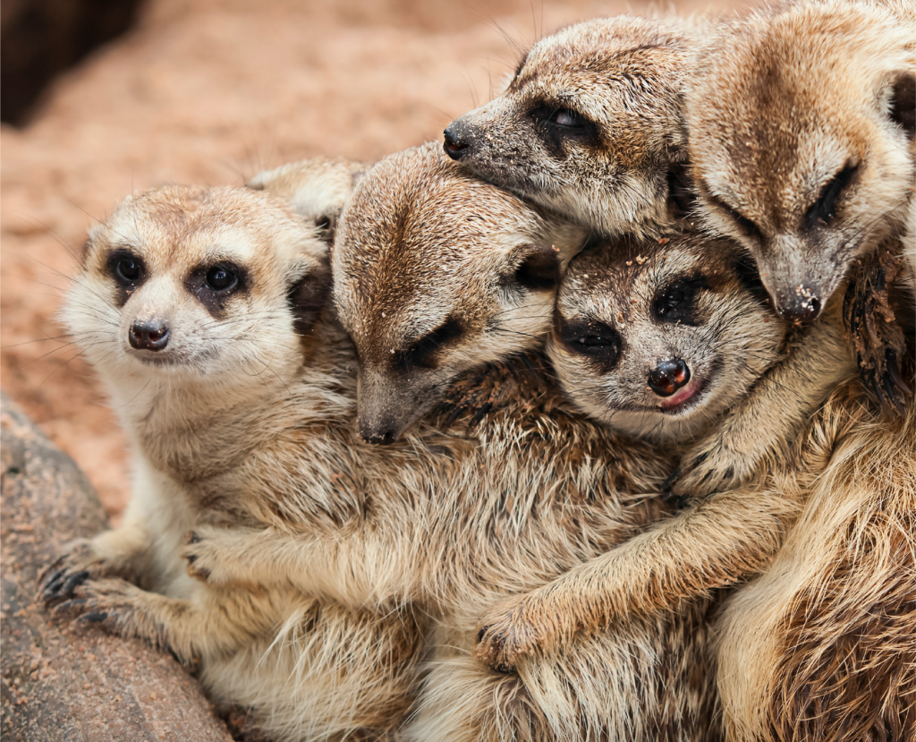Homepage - Zoo Santo Inácio