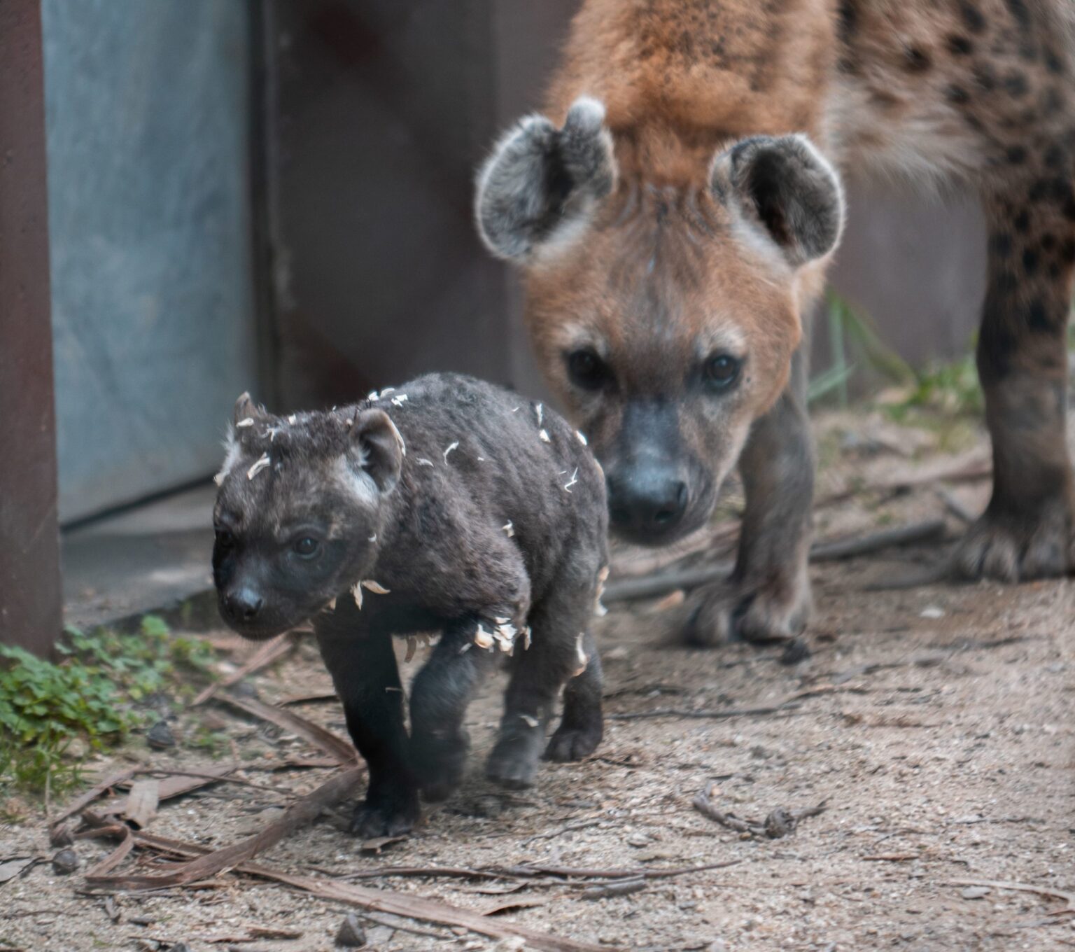 Homepage - Zoo Santo Inácio