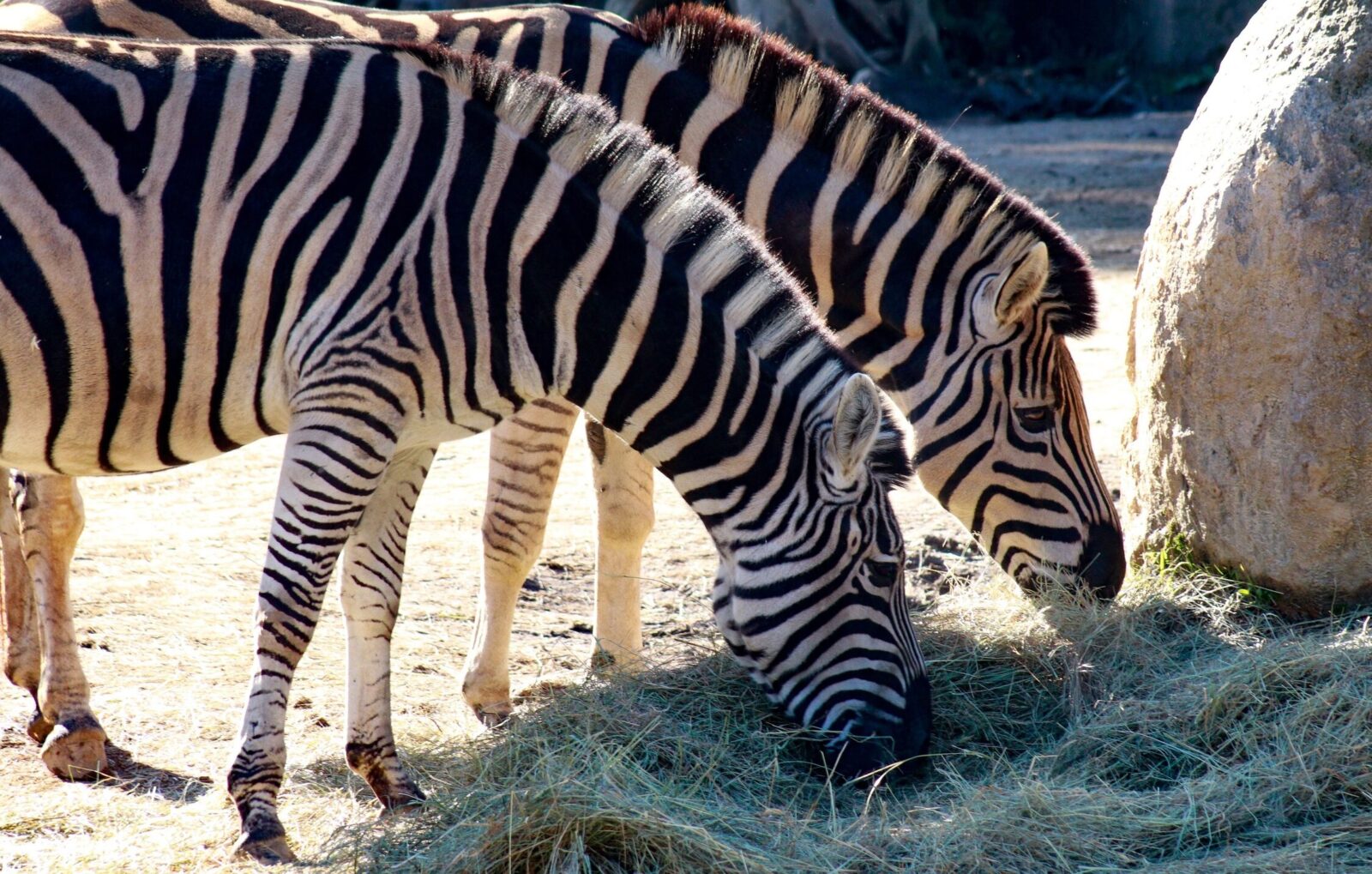 Homepage - Zoo Santo Inácio