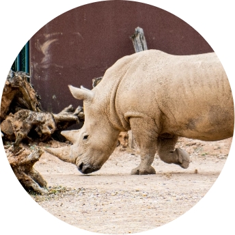 VIP Exclusiva - Zoo Santo Inácio