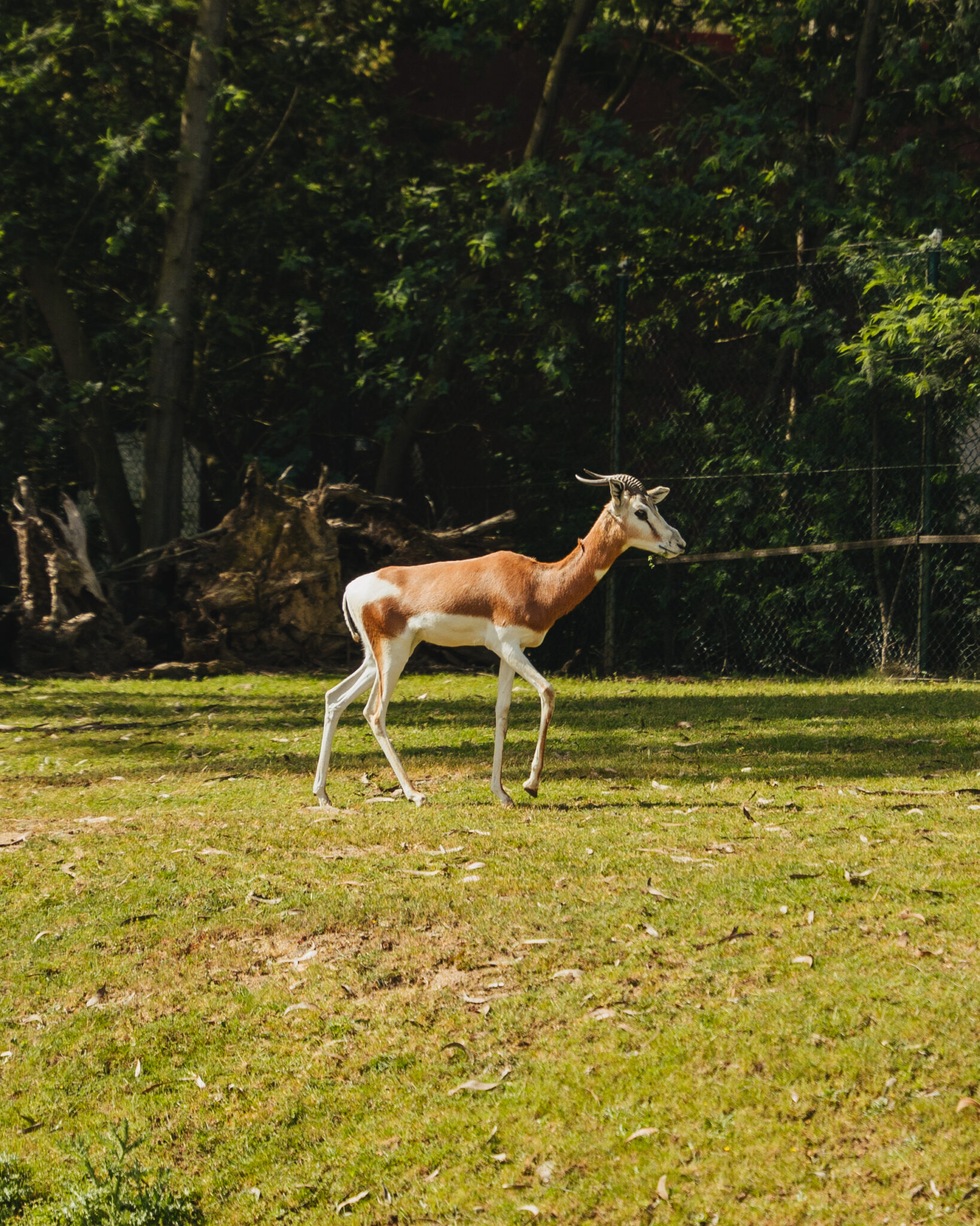 Zoo Santo Inácio | O Maior Zoo do Norte de Portugal