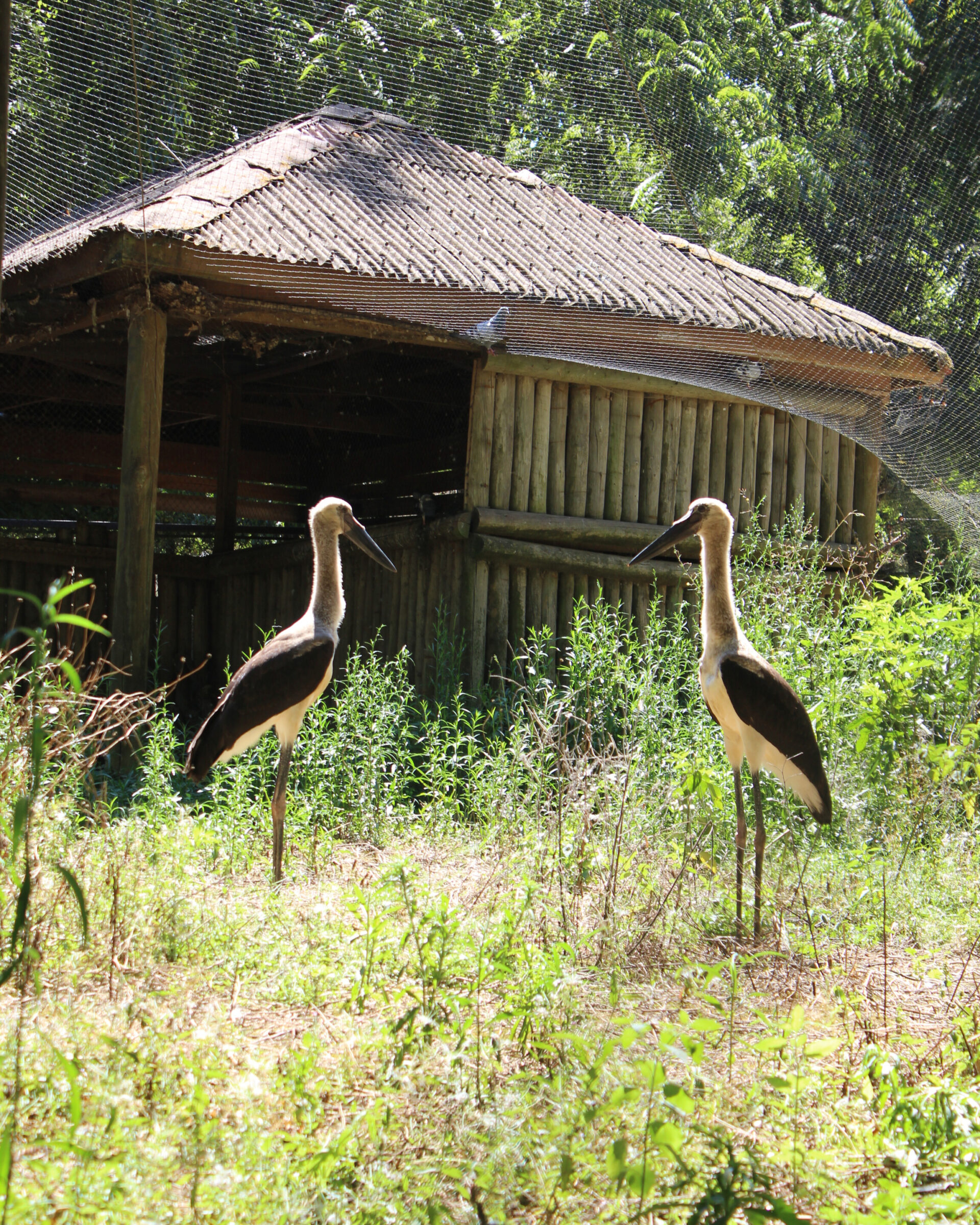 Zoo Santo Inácio | O Maior Zoo do Norte de Portugal