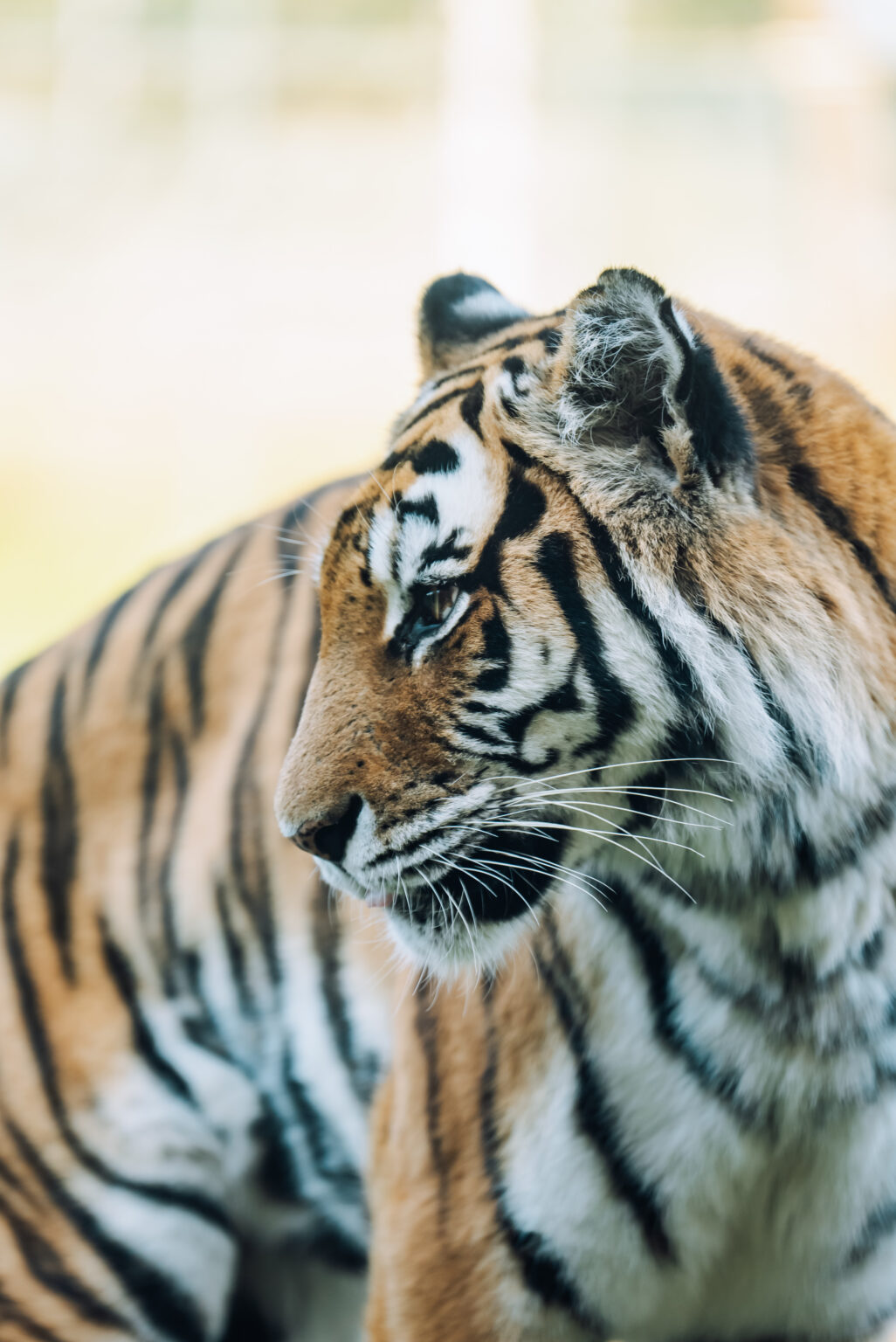 Zoo Santo Inácio: De Quinta ao Zoo - Zoo Santo Inácio