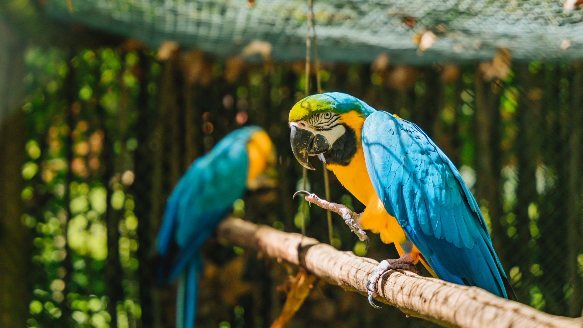 Zoo Santo Inácio | O Maior Zoo do Norte de Portugal